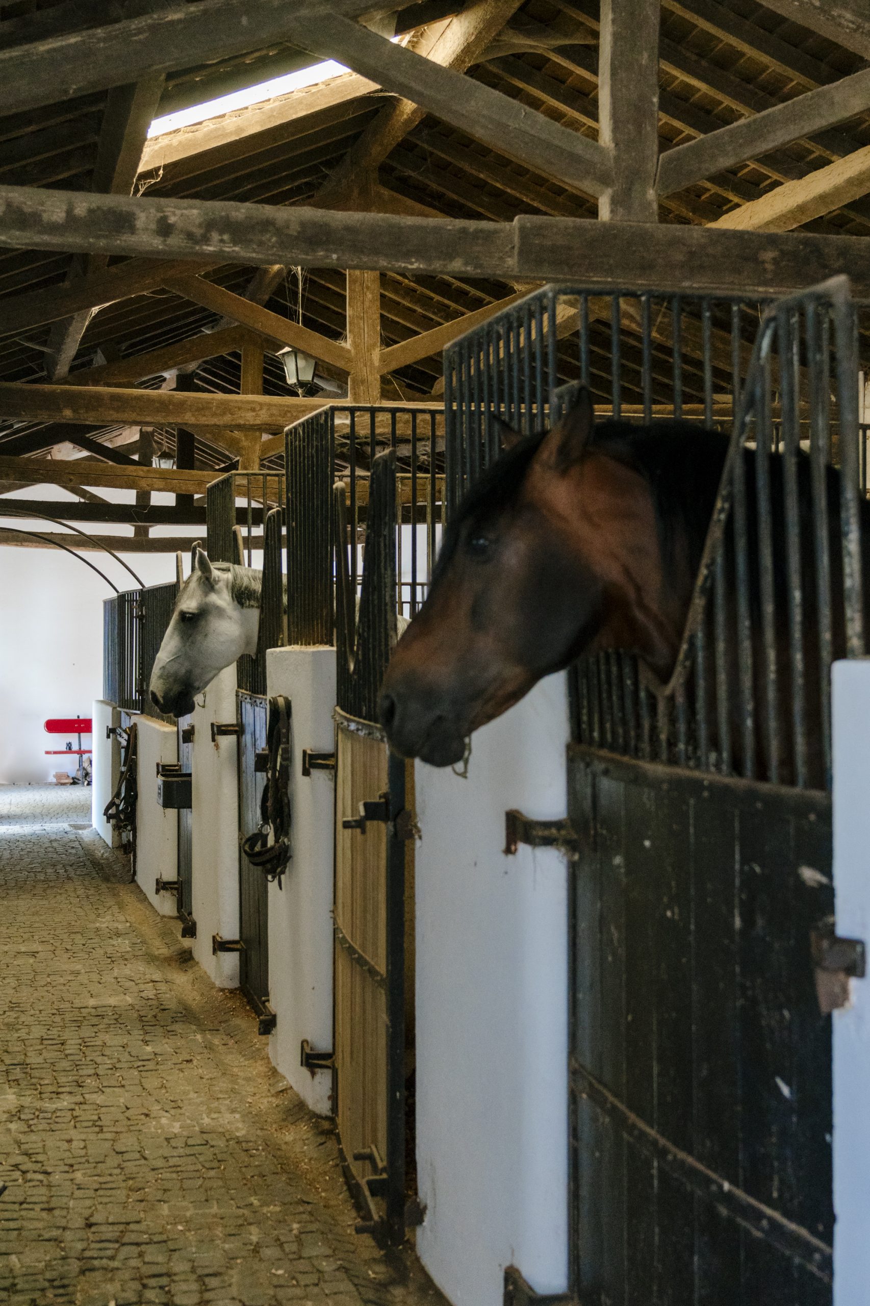 Horseback riding lessons - Monte Inglês